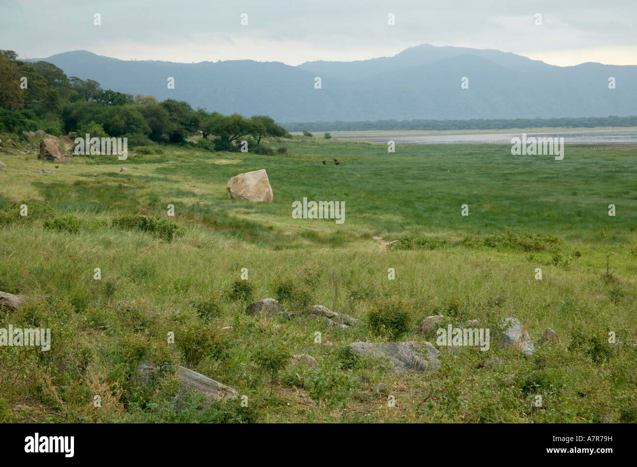 A view across the lush green grass on the shores of Lake Manyara to the ...