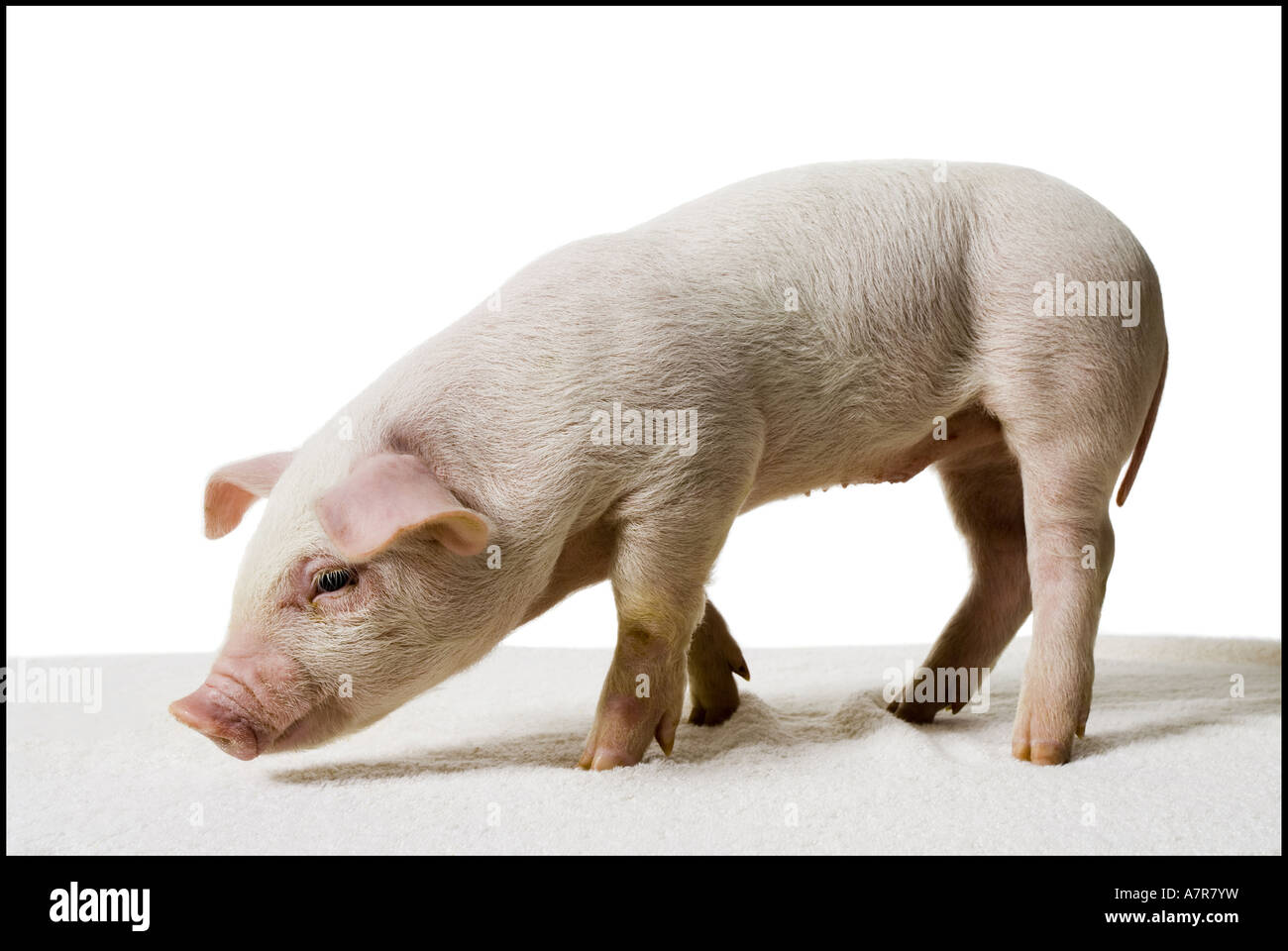 Piglet standing and smelling Stock Photo - Alamy