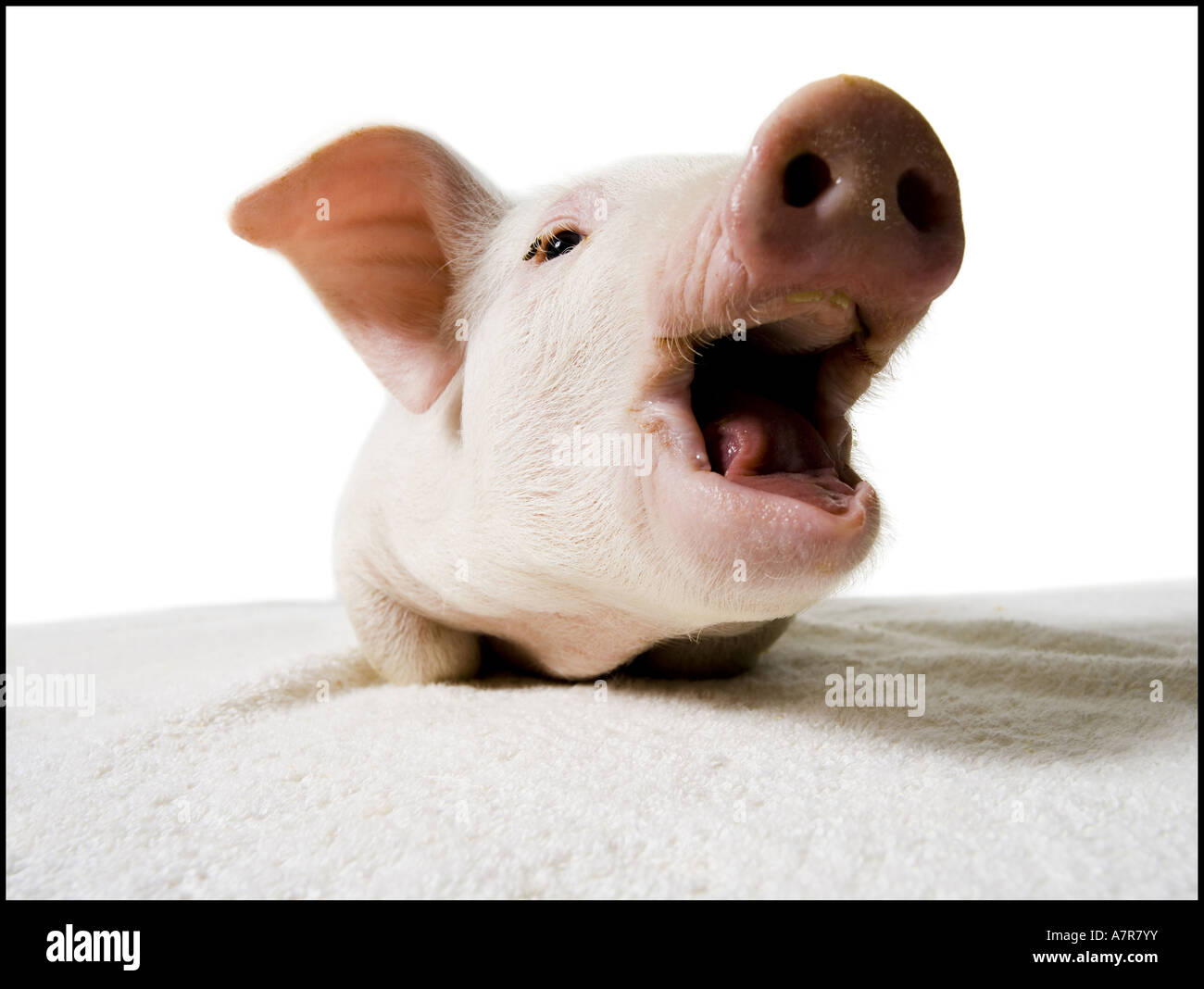 Piglet with mouth open Stock Photo - Alamy