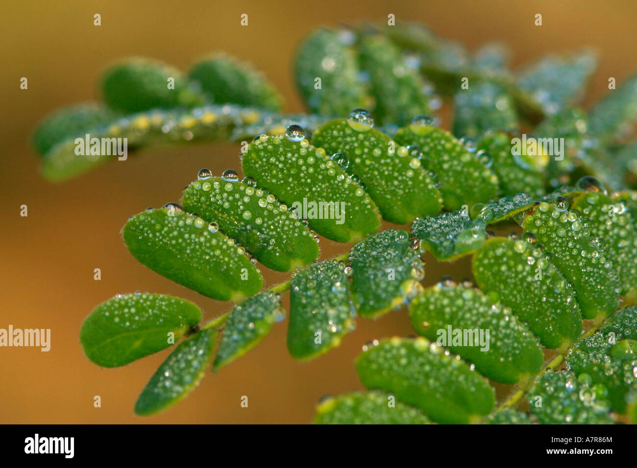 Dew on the leaves of an indigenous tree Tembe Elephant Park Maputaland ...