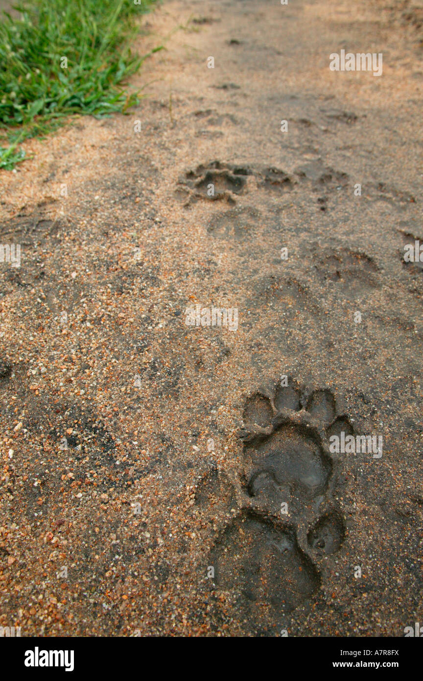 Mountain Lion Tracks In Sand