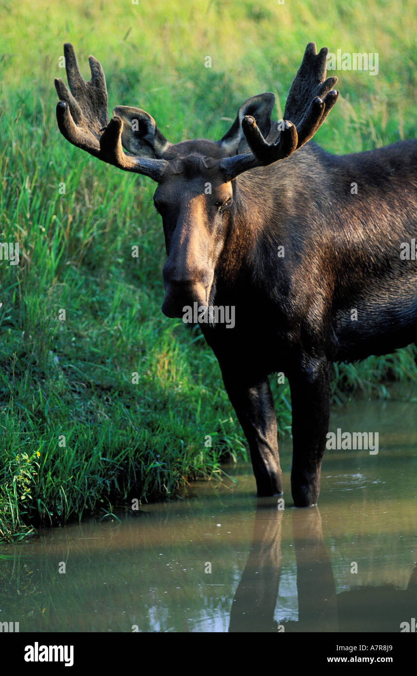 Faunal reserve hi-res stock photography and images - Alamy