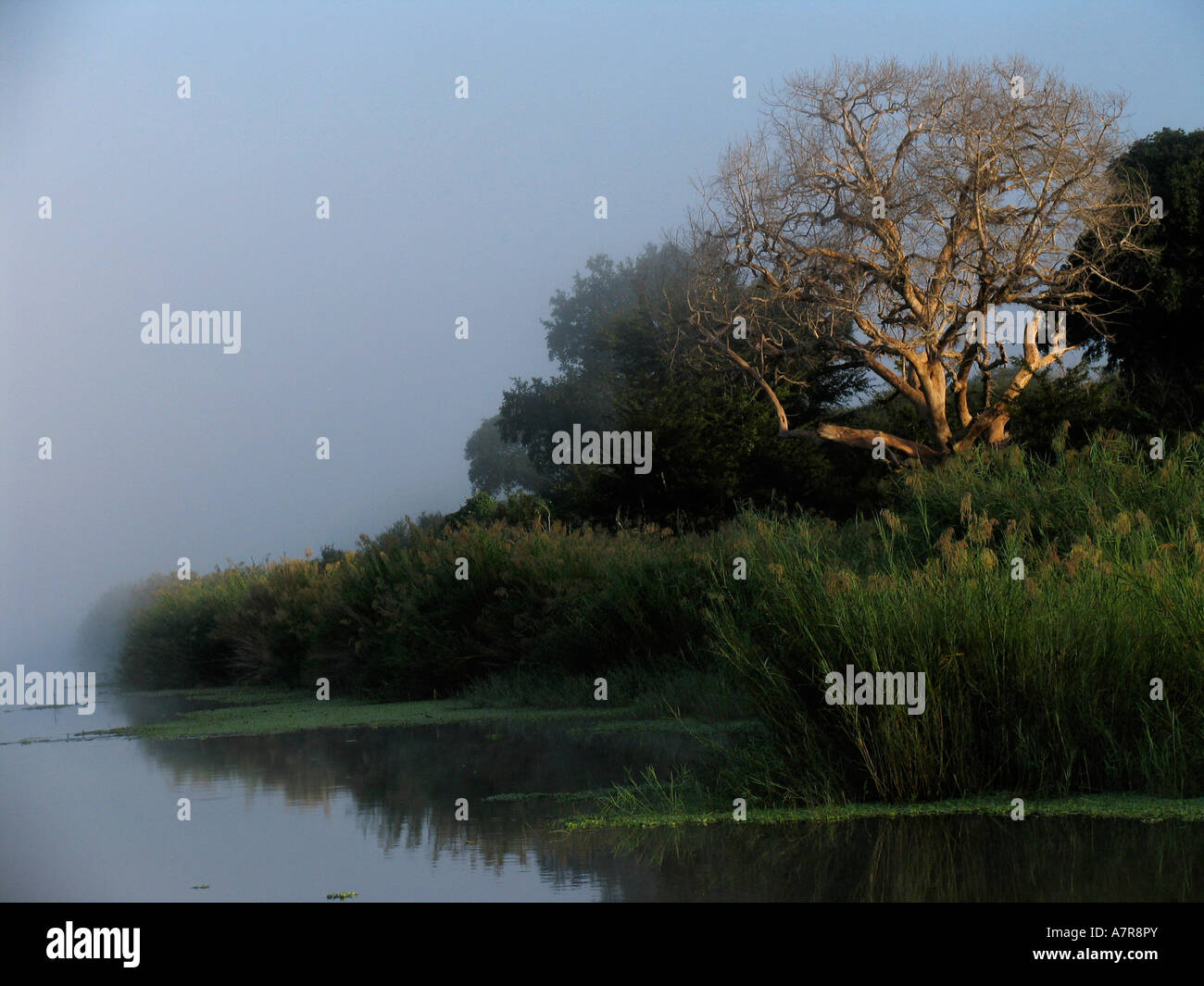 Zululand tree hi-res stock photography and images - Alamy
