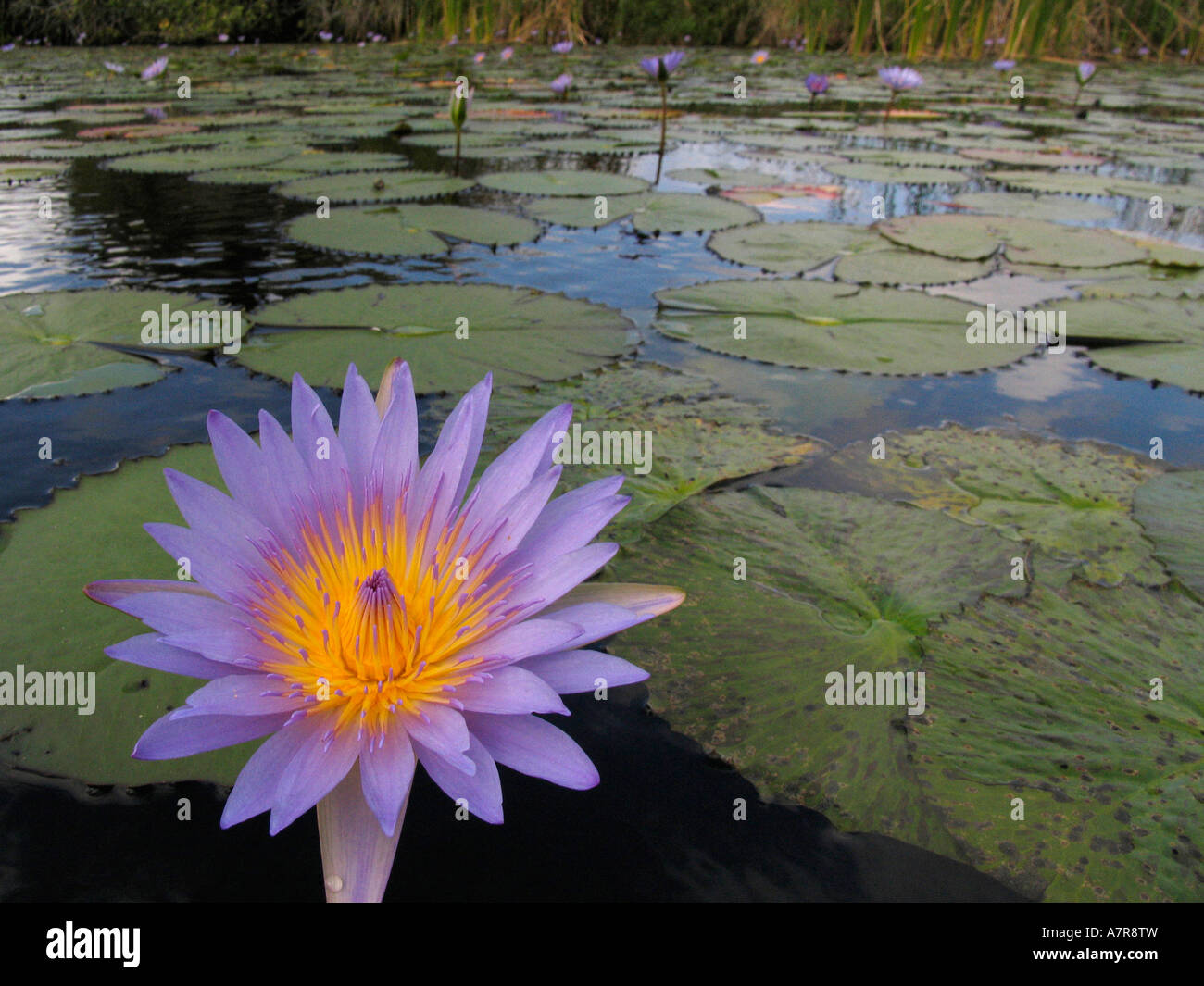 Lilac water lily blooms with yellow centers Tembe Elephant Park ...