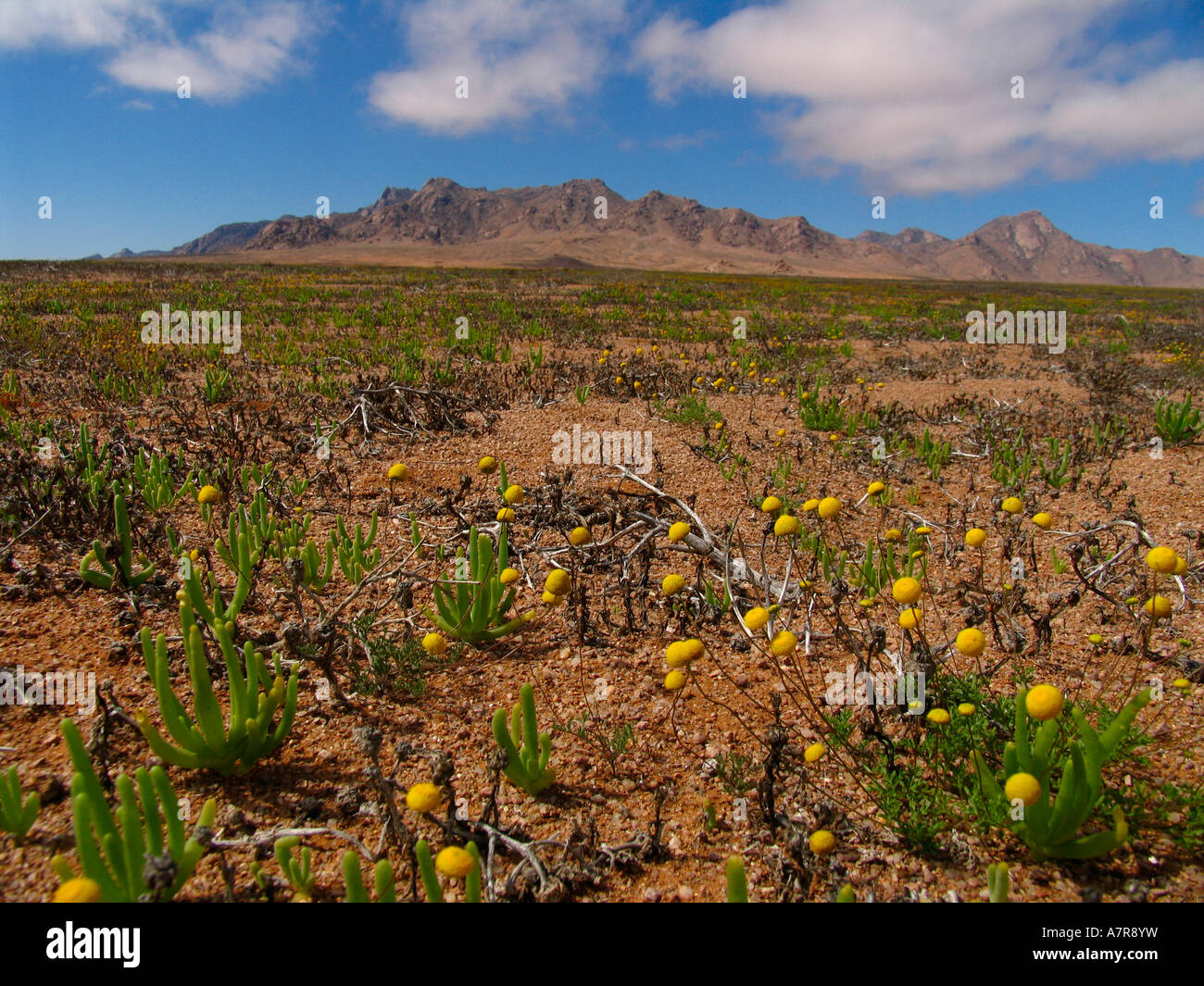Desert landscape with many flowers Richtersveld Khubus area Northern ...