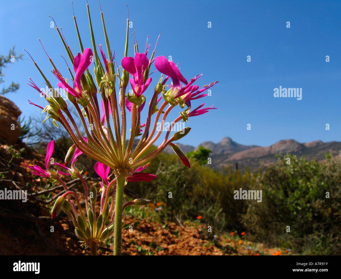 Pelargonium flower Namaqualand Springbok area Northern Cape South ...