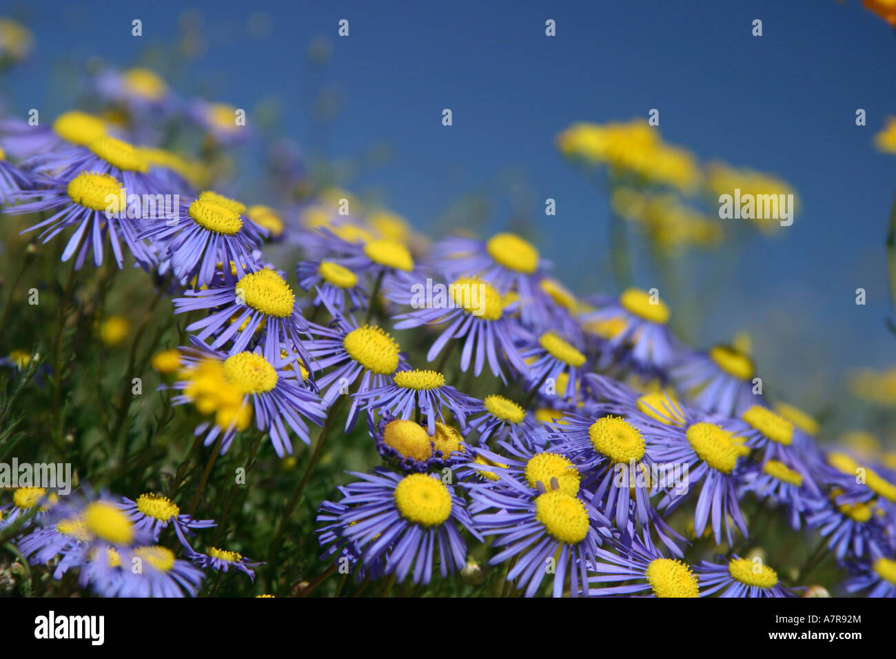 Felicia flower landscape Namaqualand Springbok area Northern Cape South ...