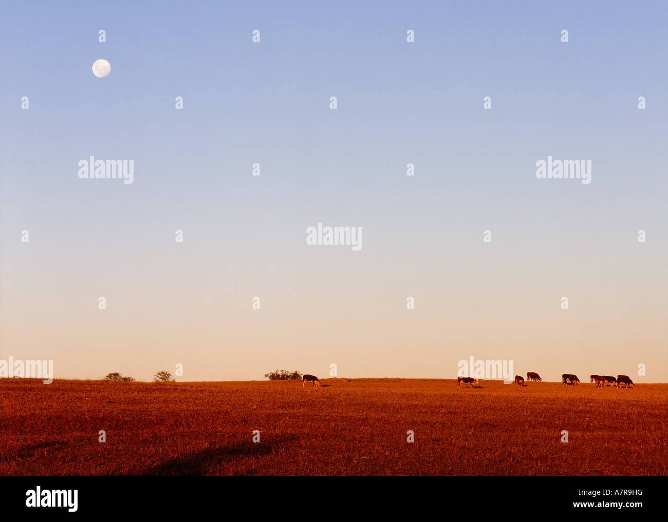 Field with moon and animals grazing Stock Photo - Alamy
