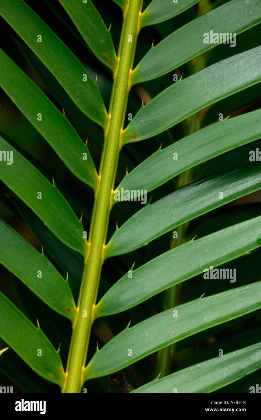 Detail of a Cycad frond Encephalartos lebomboensis showing individual ...