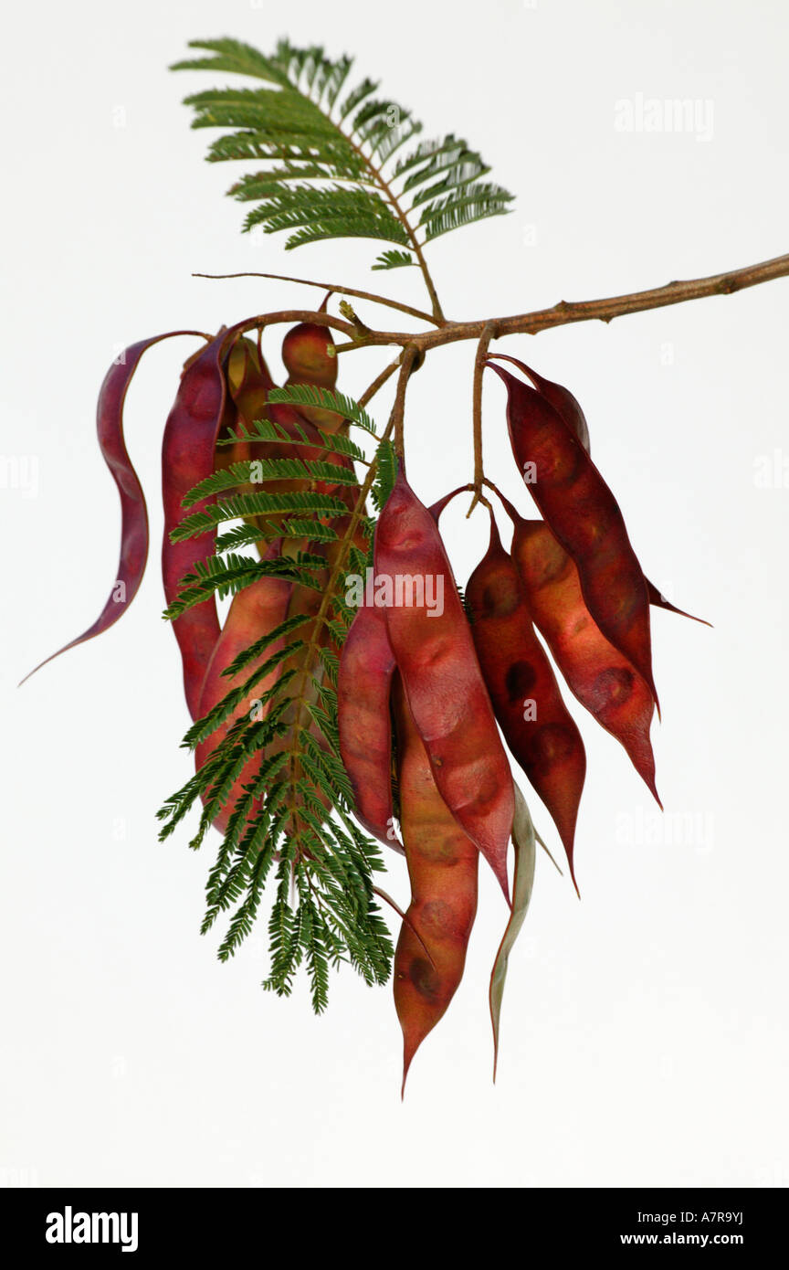 Acacia seeds Nelspruit Mpumalanga South Africa Stock Photo - Alamy