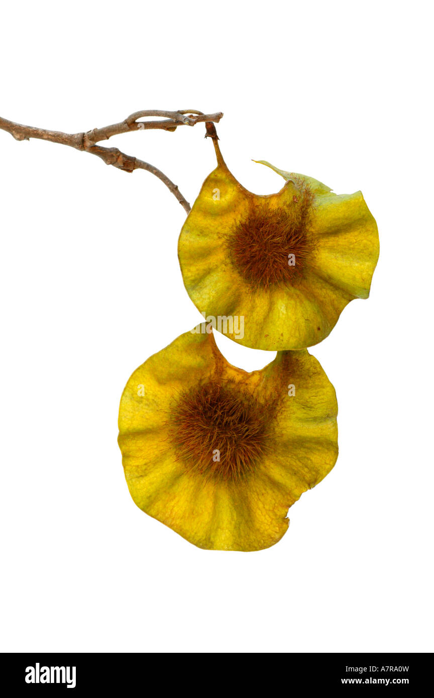 Two circular kiaat seeds pterocarpus hi-res stock photography and ...