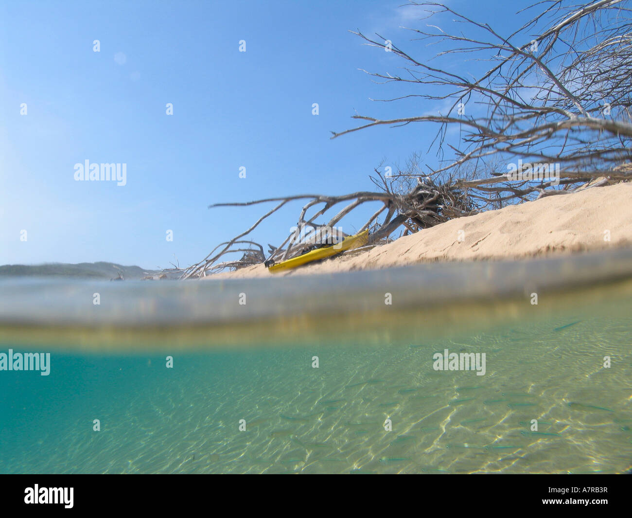 Underwater photograph of a school of silver fingerlings in the Kosibay ...