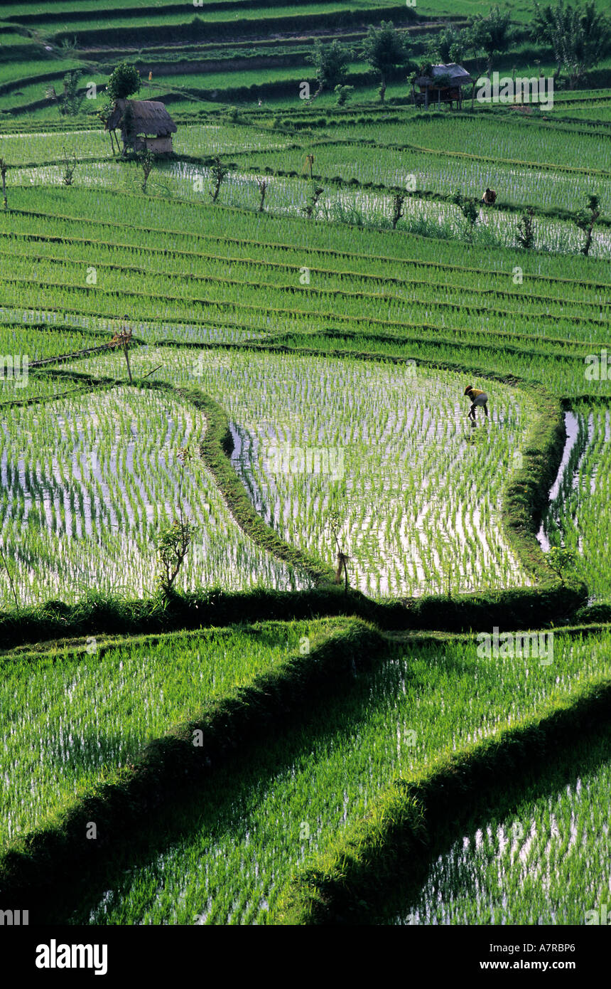 Indonesia, Bali island, rice plantations in terraces in the area of ...