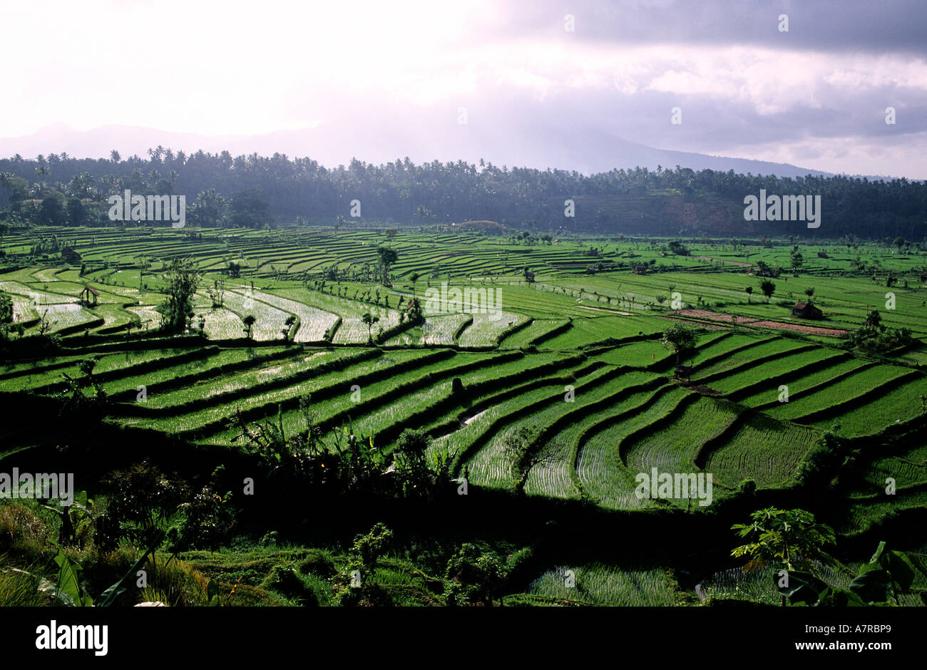 Indonesia, Bali island, rice plantations in terraces in the area of ...
