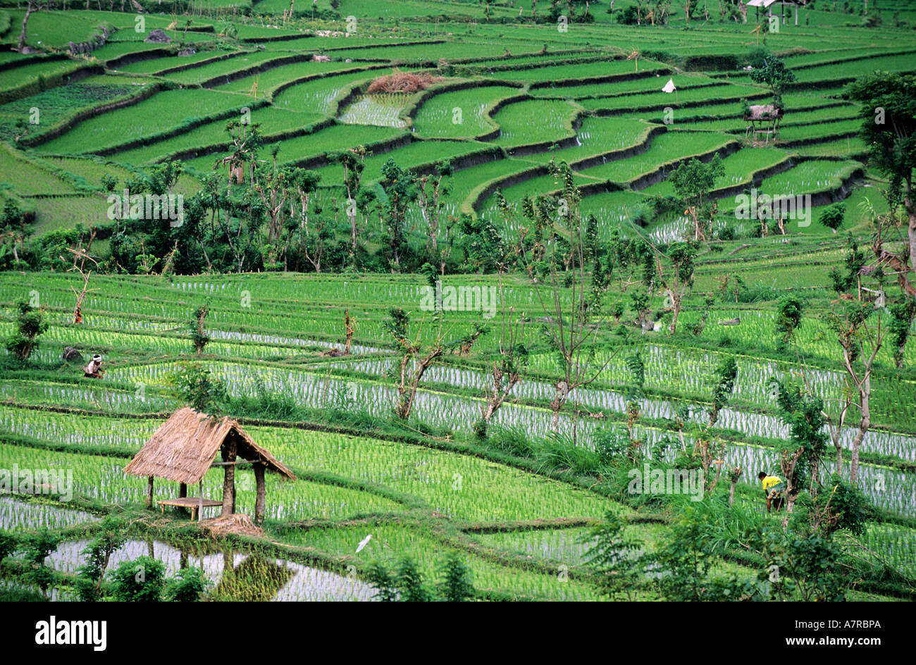 Indonesia, Bali island, rice plantations in terraces in the area of ...
