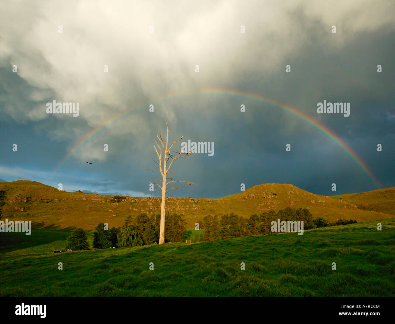 A complete rainbow arching over a leafless tree with European stalks ...