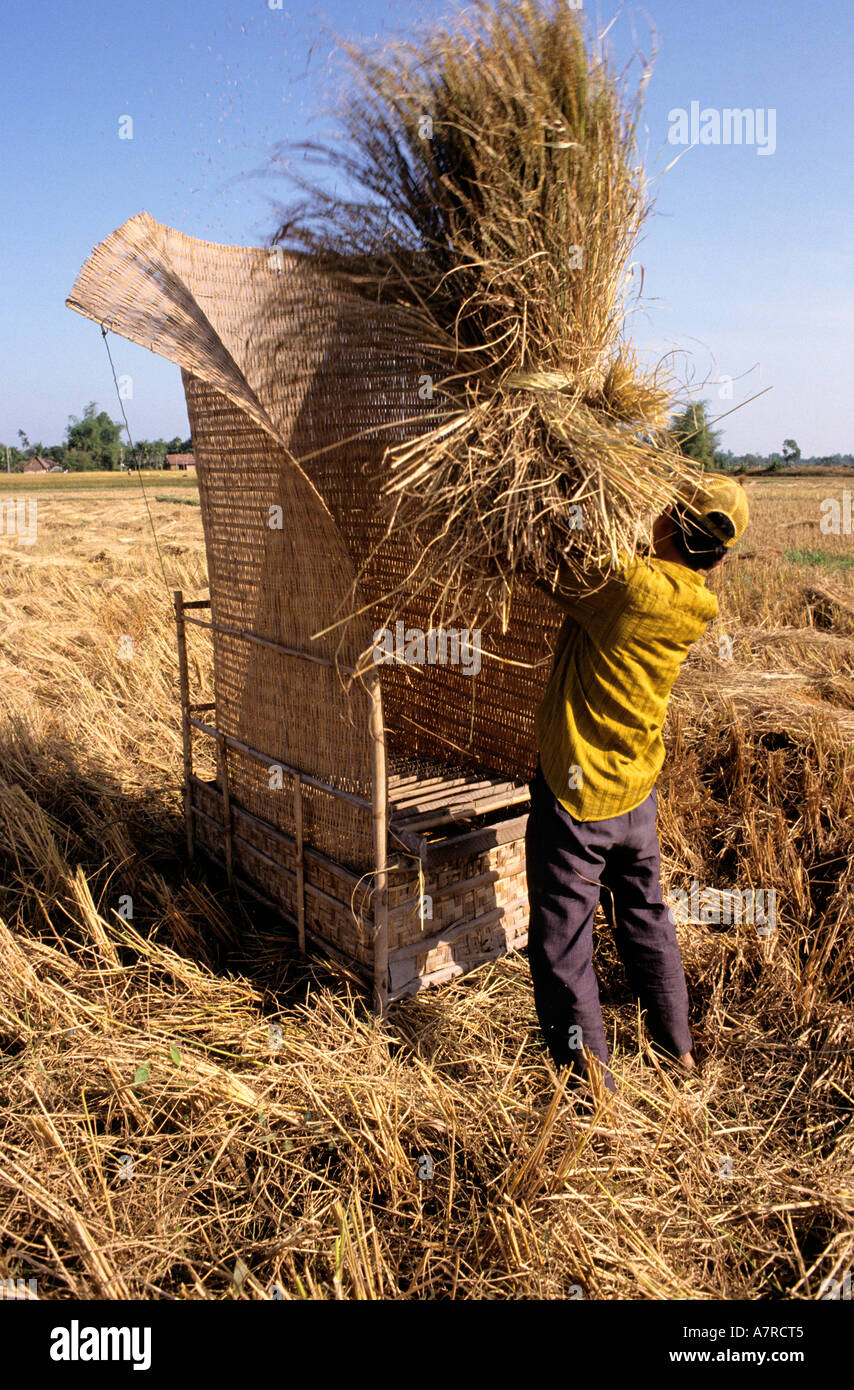 Vietnam, Ho Chi Minh City area, beating of rice Stock Photo - Alamy