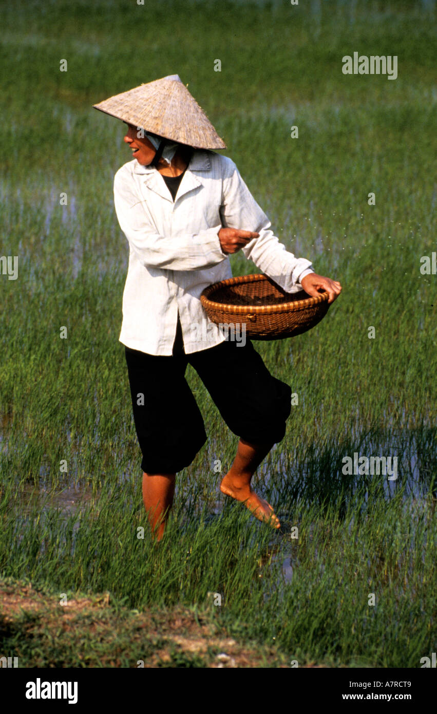 Vietnam, farmer sowing in the rice fields Stock Photo - Alamy