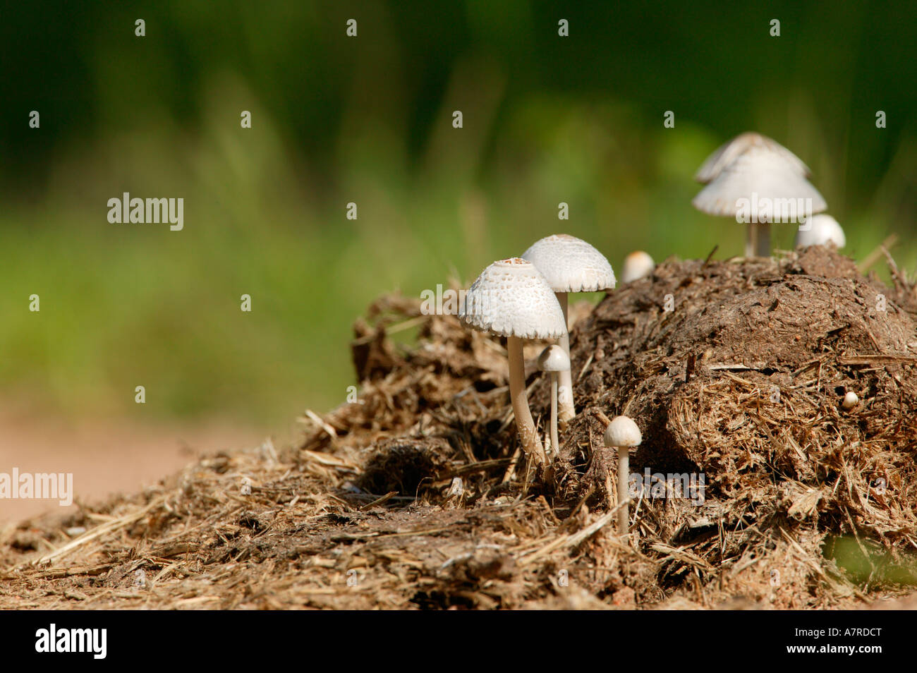 A cluster of small mushrooms growing in decomposing elephant dung Sabi ...