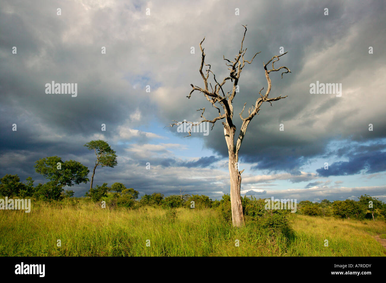 Bushveld scene with dark clouds behind a tall dead leadwood tree ...