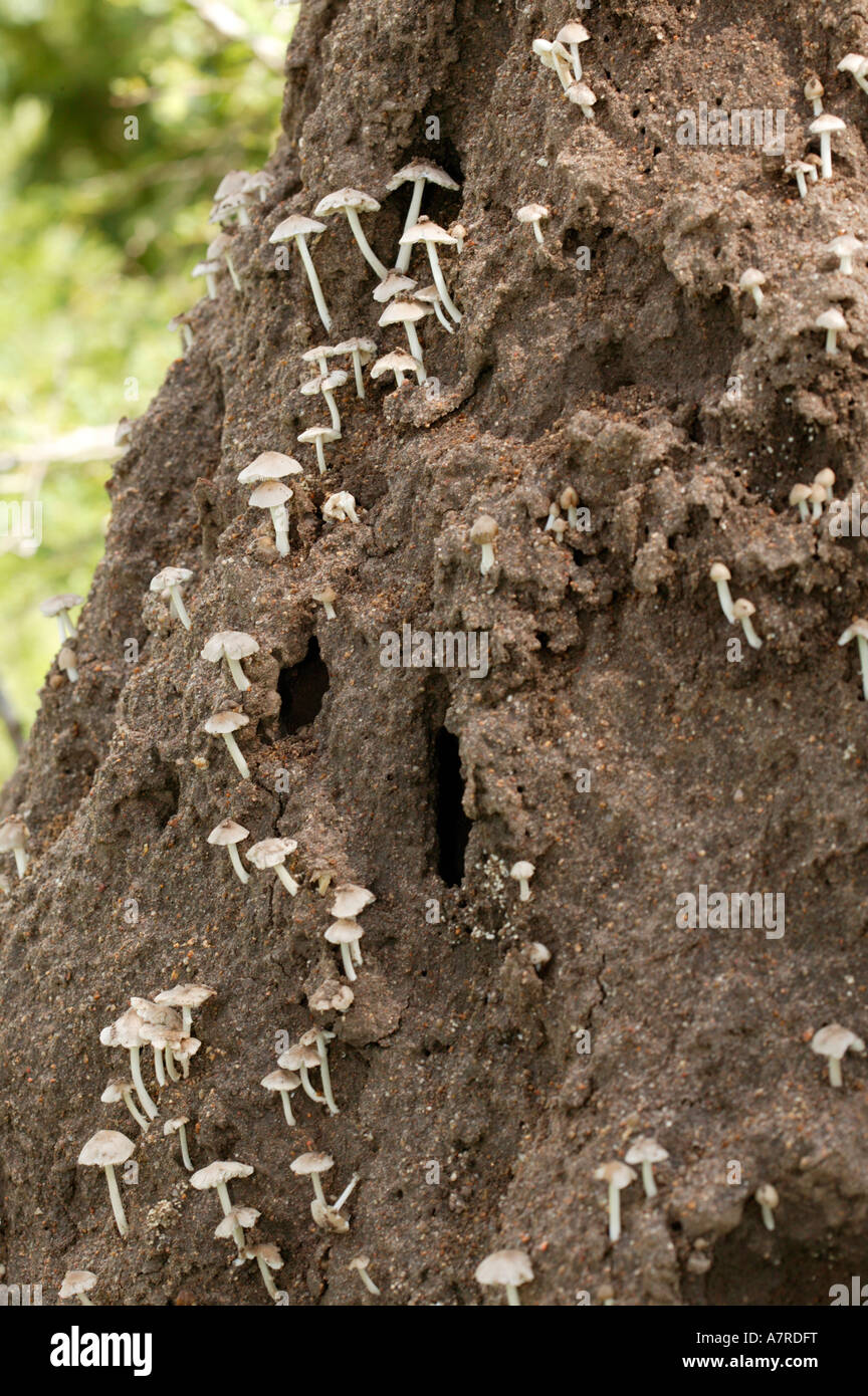 A cluster of small mushrooms growing on the side of a termite mound ...