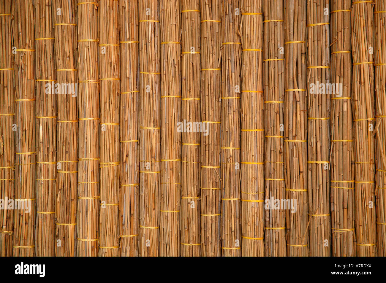 Dry reeds tied together in bundles and used in a wall panel Barra ...