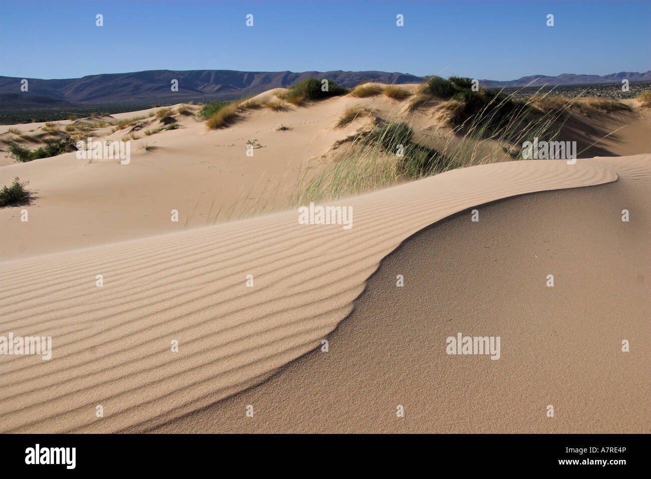 White sand dunes Witsand Nature reserve Northern Cape South Africa ...