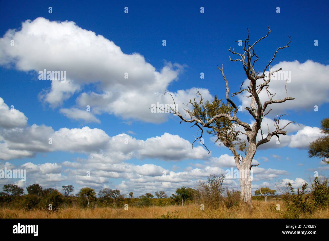 Leadwood tree (Combretum imberbe) in a bushveld setting Sabi Sand Game ...