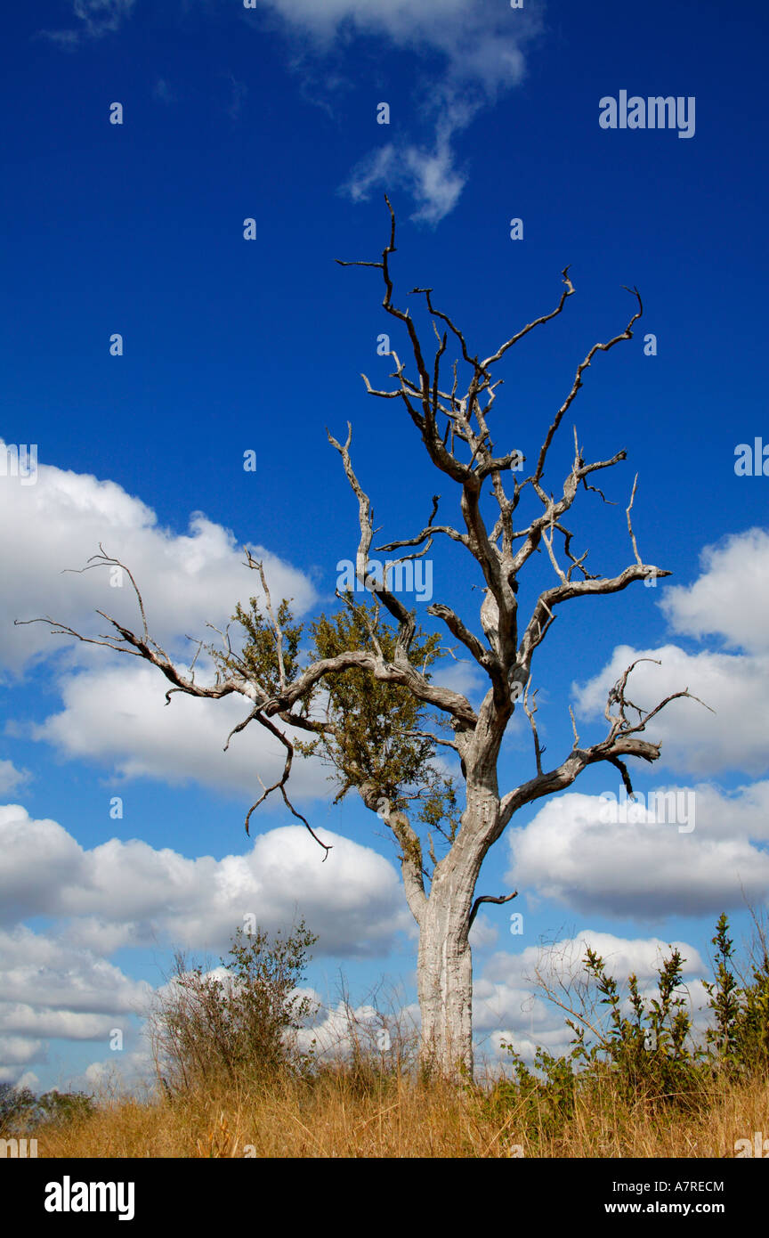 Leadwood tree (Combretum imberbe) in a bushveld setting Sabi Sand Game ...