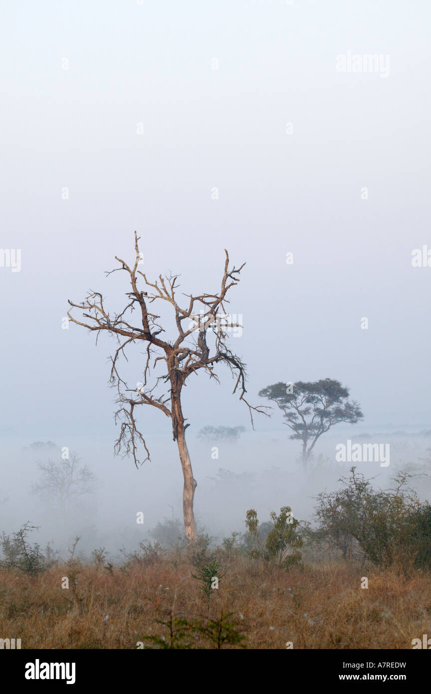 Trees sticking out above a layer of mist in a valley in the bushveld on ...