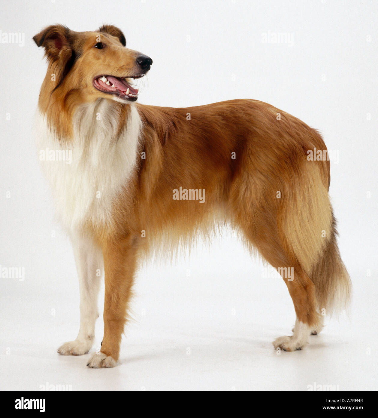 Close-up of Collie standing against white background Stock Photo - Alamy