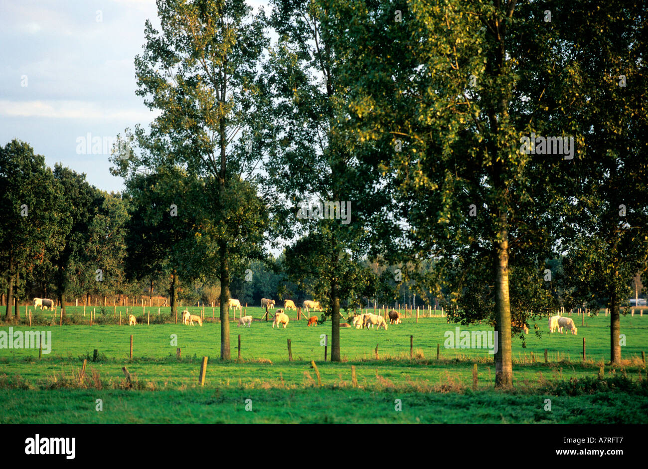 Campine hi-res stock photography and images - Alamy