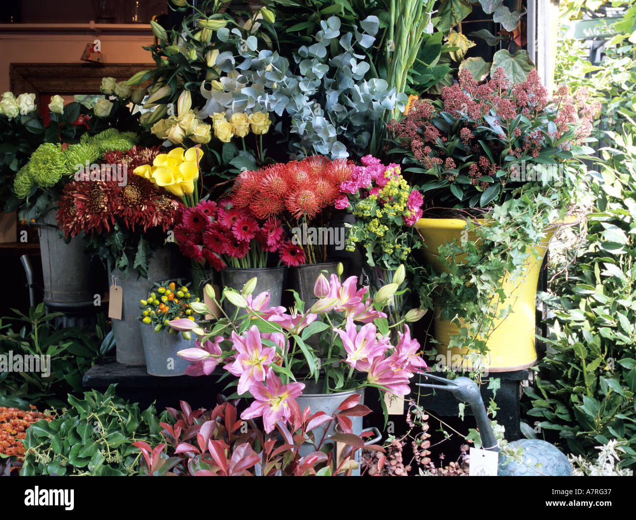 florist s display of brightly coloured flowers in a range of pots Stock ...