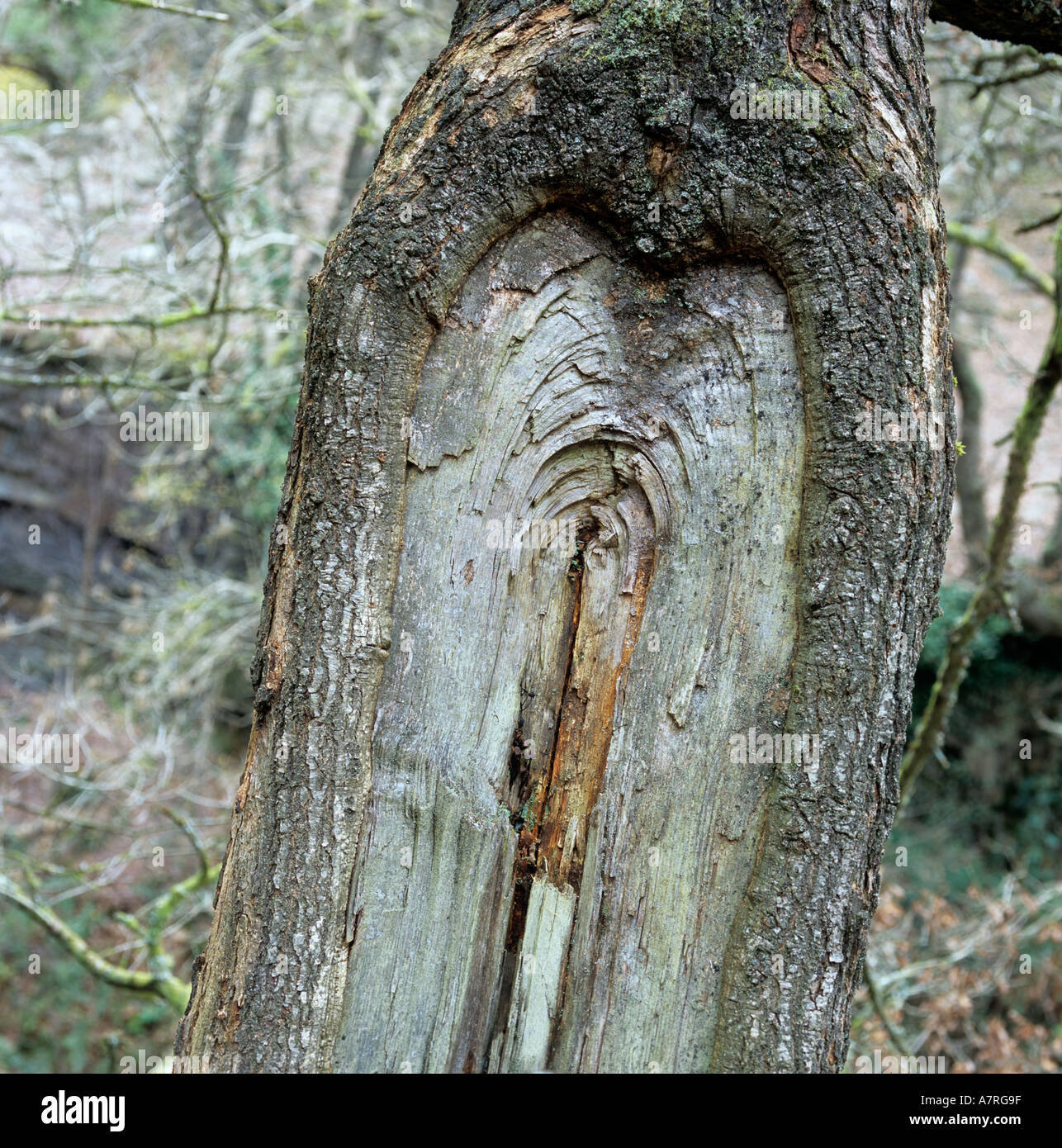 natural cross section of a tree trunk showing bark Stock Photo - Alamy