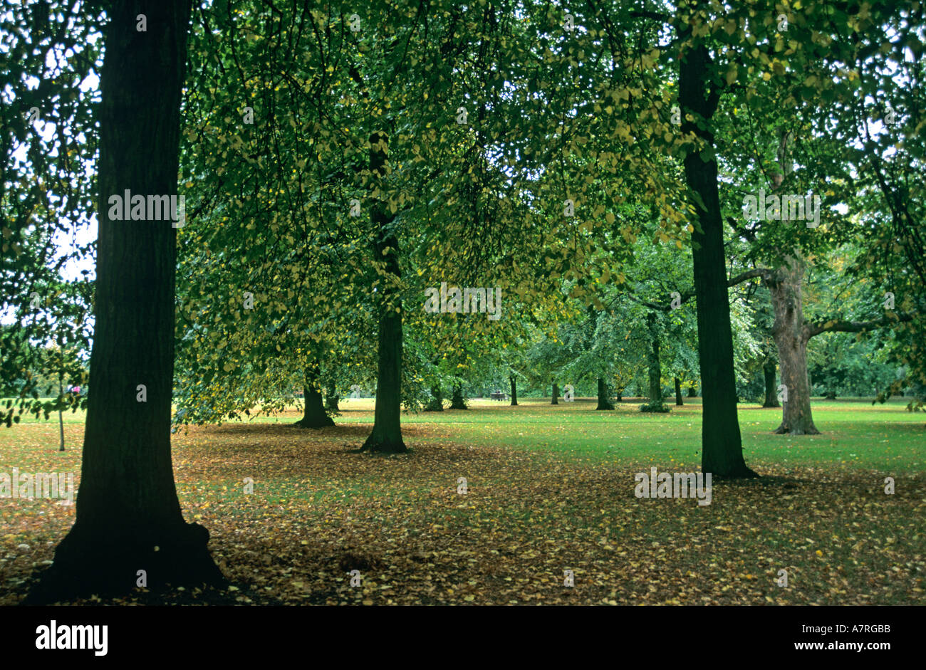 trees in Hyde Park London Stock Photo - Alamy
