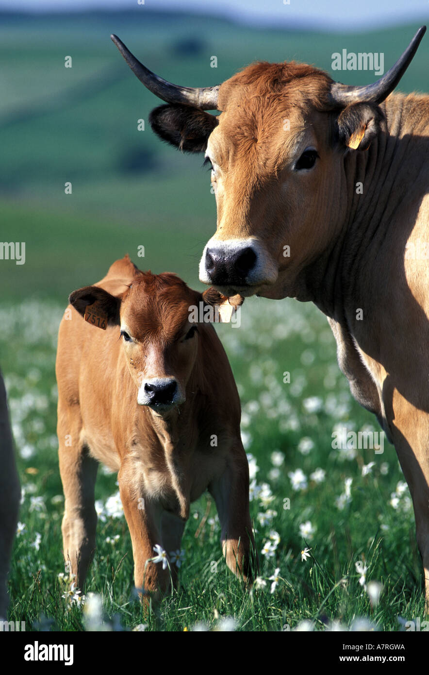 France, Lozere, Aubrac cow and its calf, Aubrac plateau Stock Photo - Alamy