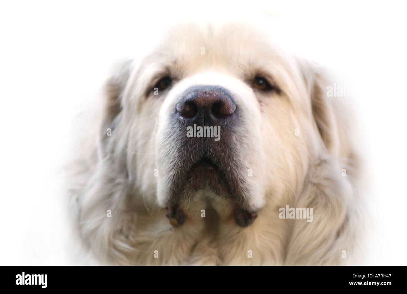 Great Pyrenees white dog face Stock Photo - Alamy