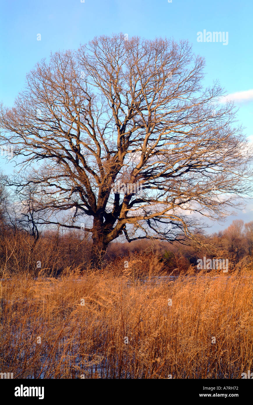 A tree landscape color colour Stock Photo - Alamy