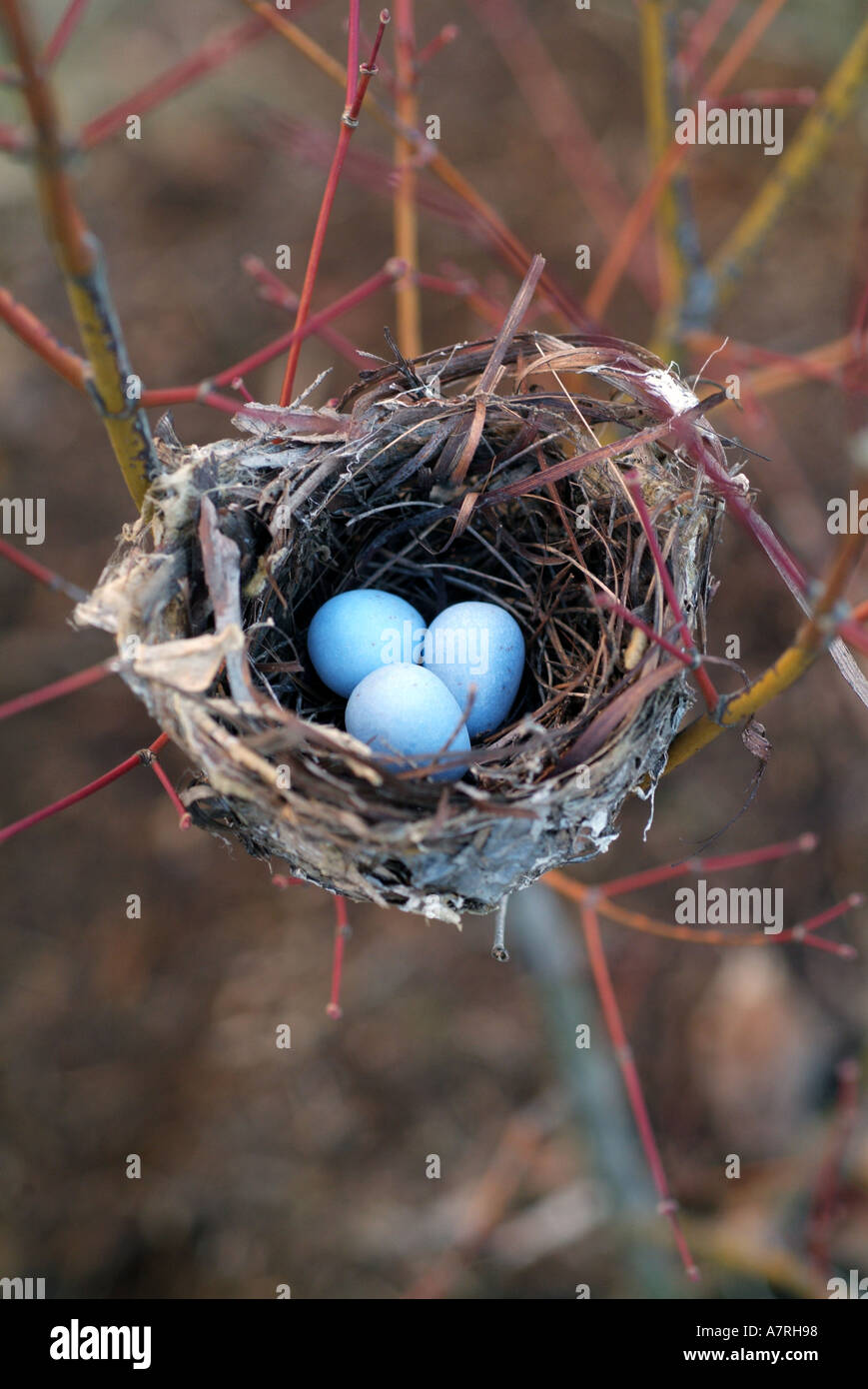 Three blue eggs in a nest "Nest Egg Stock Photo - Alamy