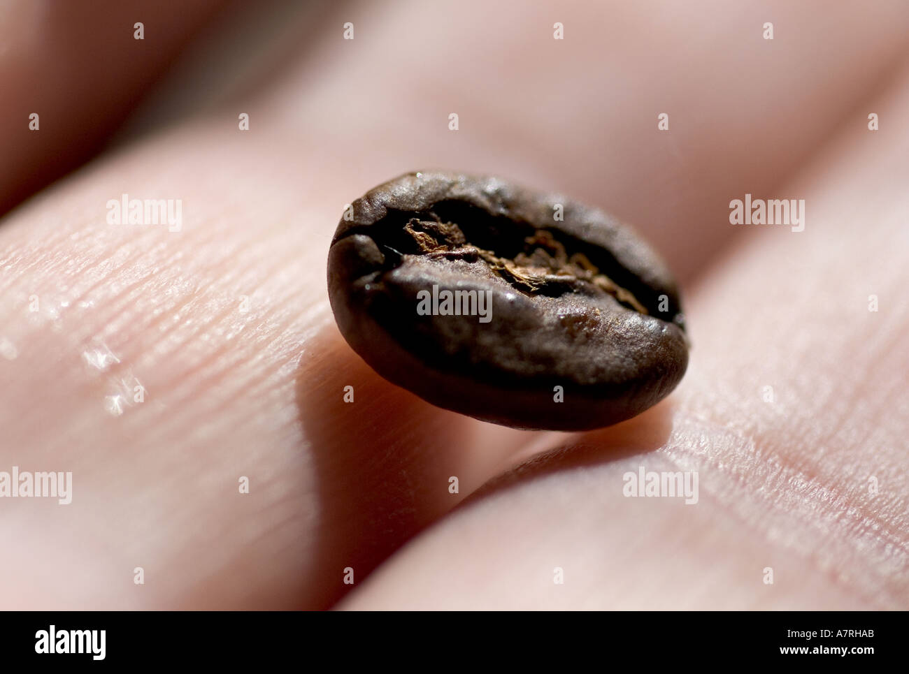 A single coffee bean in a hand Stock Photo - Alamy