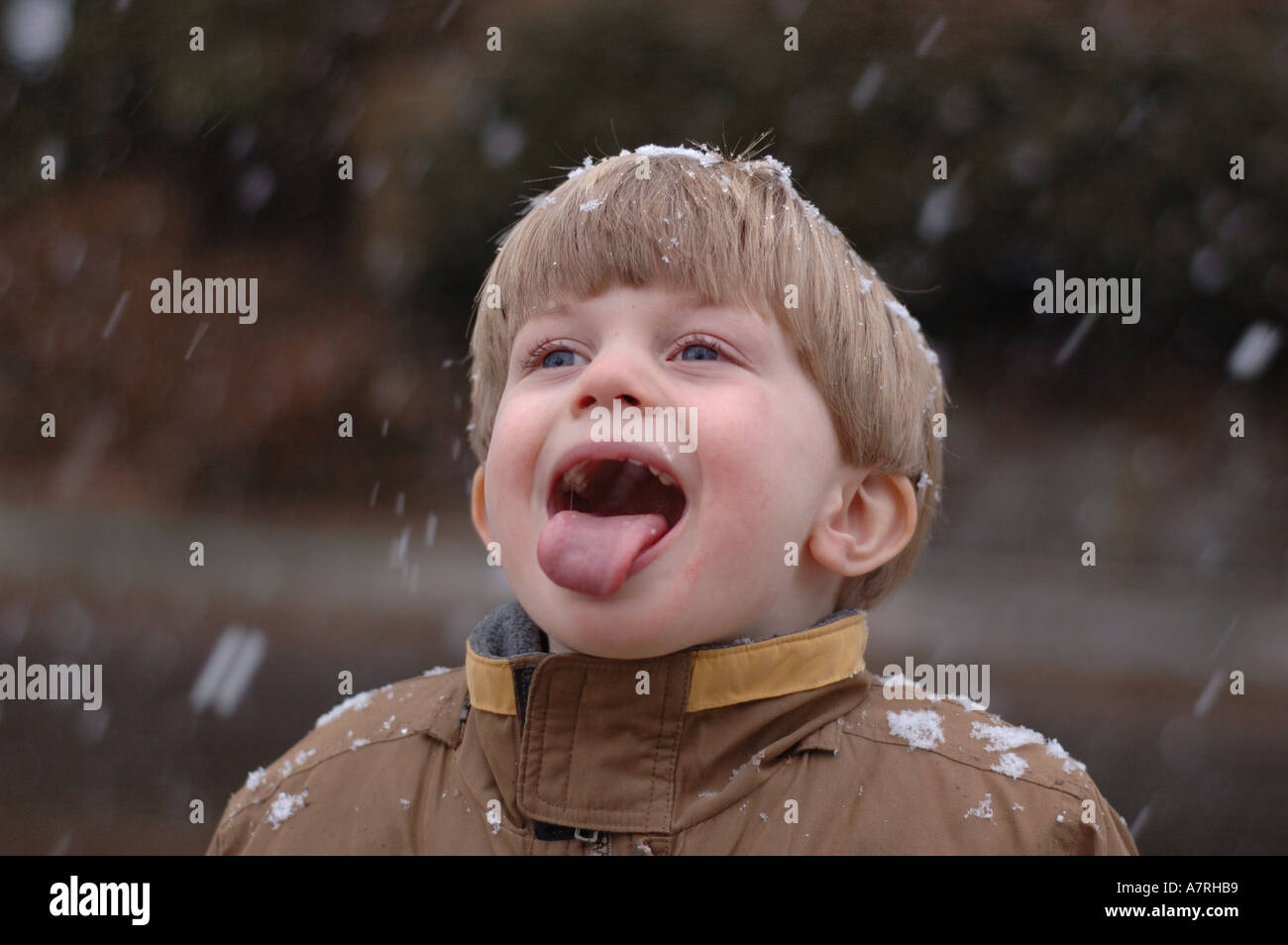 Small boy catching snow flakes on tongue during winter snow Stock Photo ...