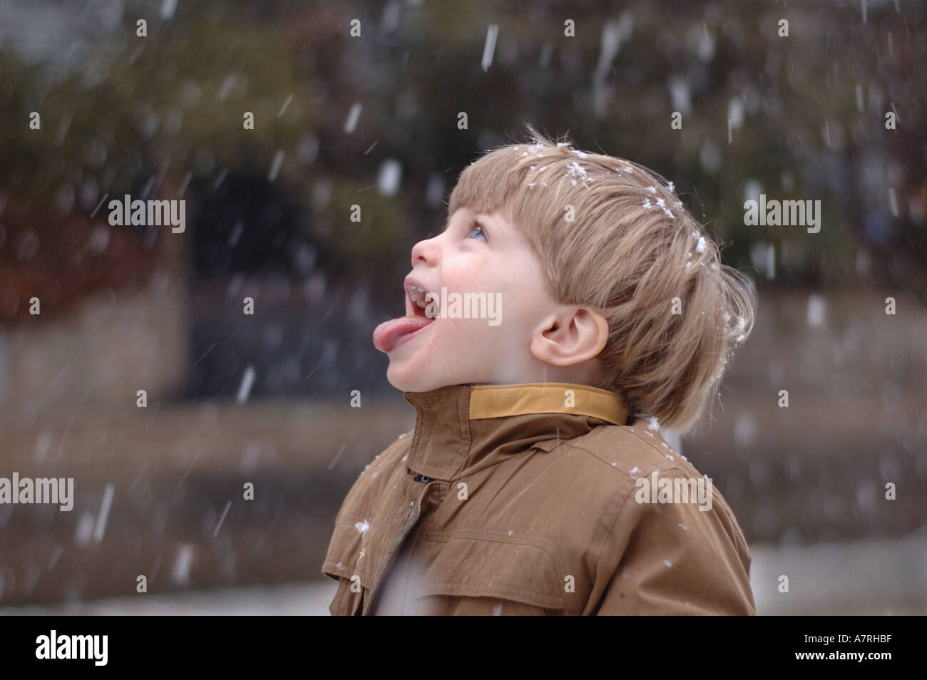Small boy catching snow flakes on tongue during winter snow Stock Photo ...