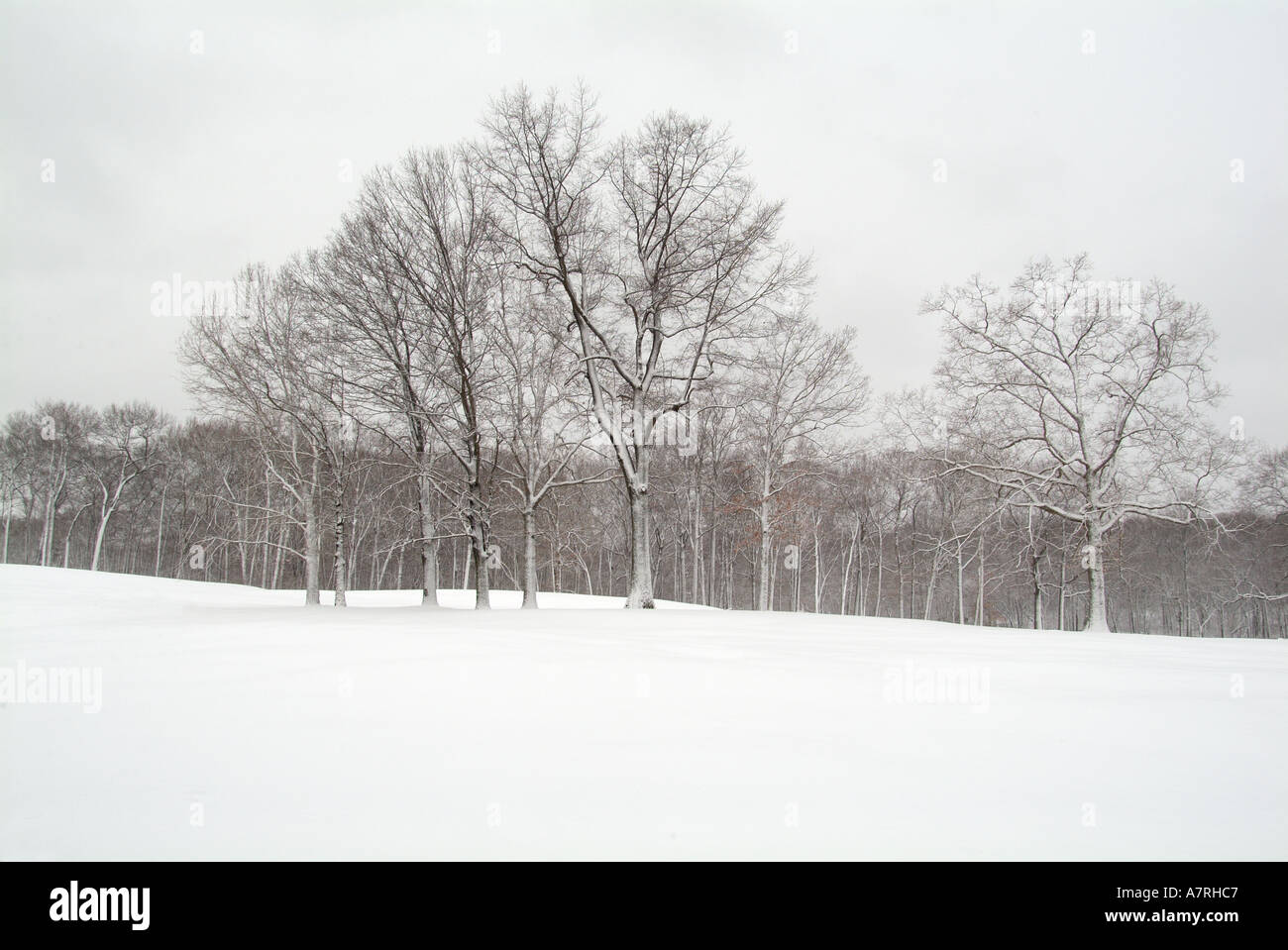 Snowy landscape with trees and field Stock Photo - Alamy