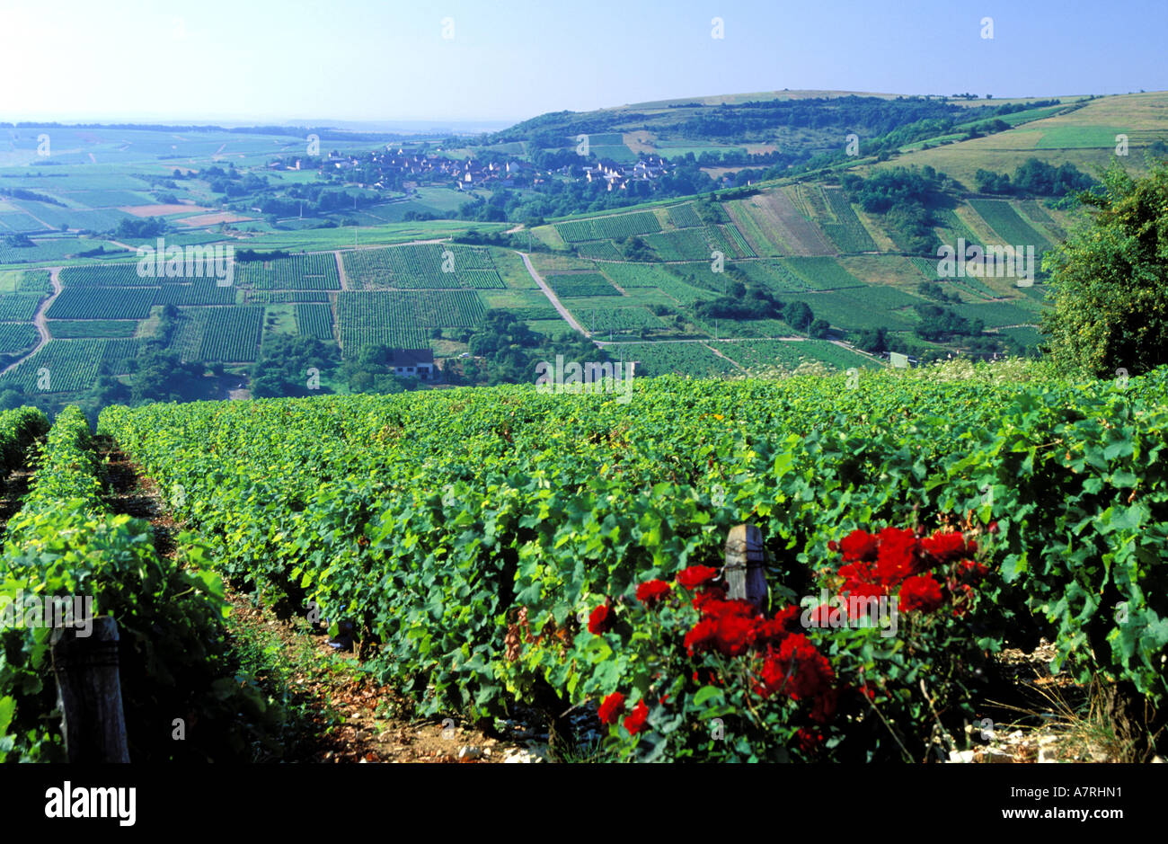 Chavignol hi-res stock photography and images - Alamy