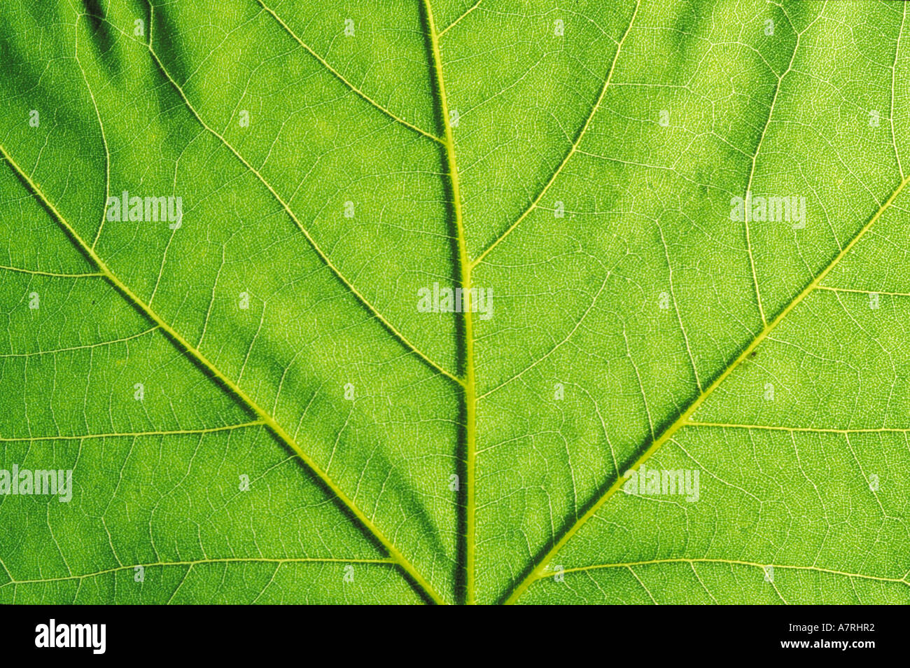 veins of a Plane tree leaf Stock Photo - Alamy