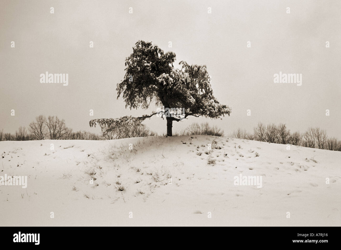 Simple Tree Landscape Photography
