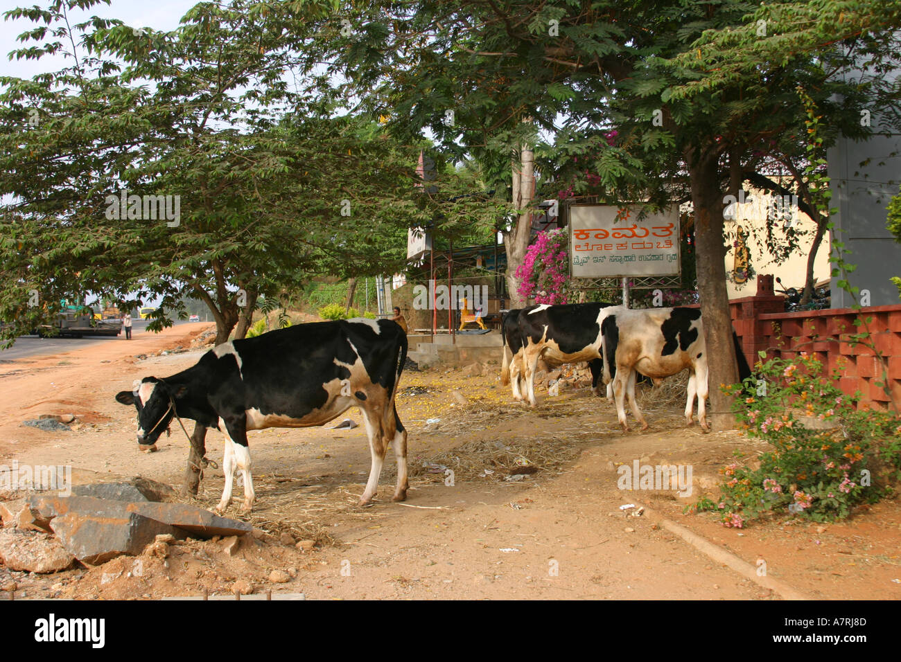Black and white cows along the side of the streets on the way to Mysore ...