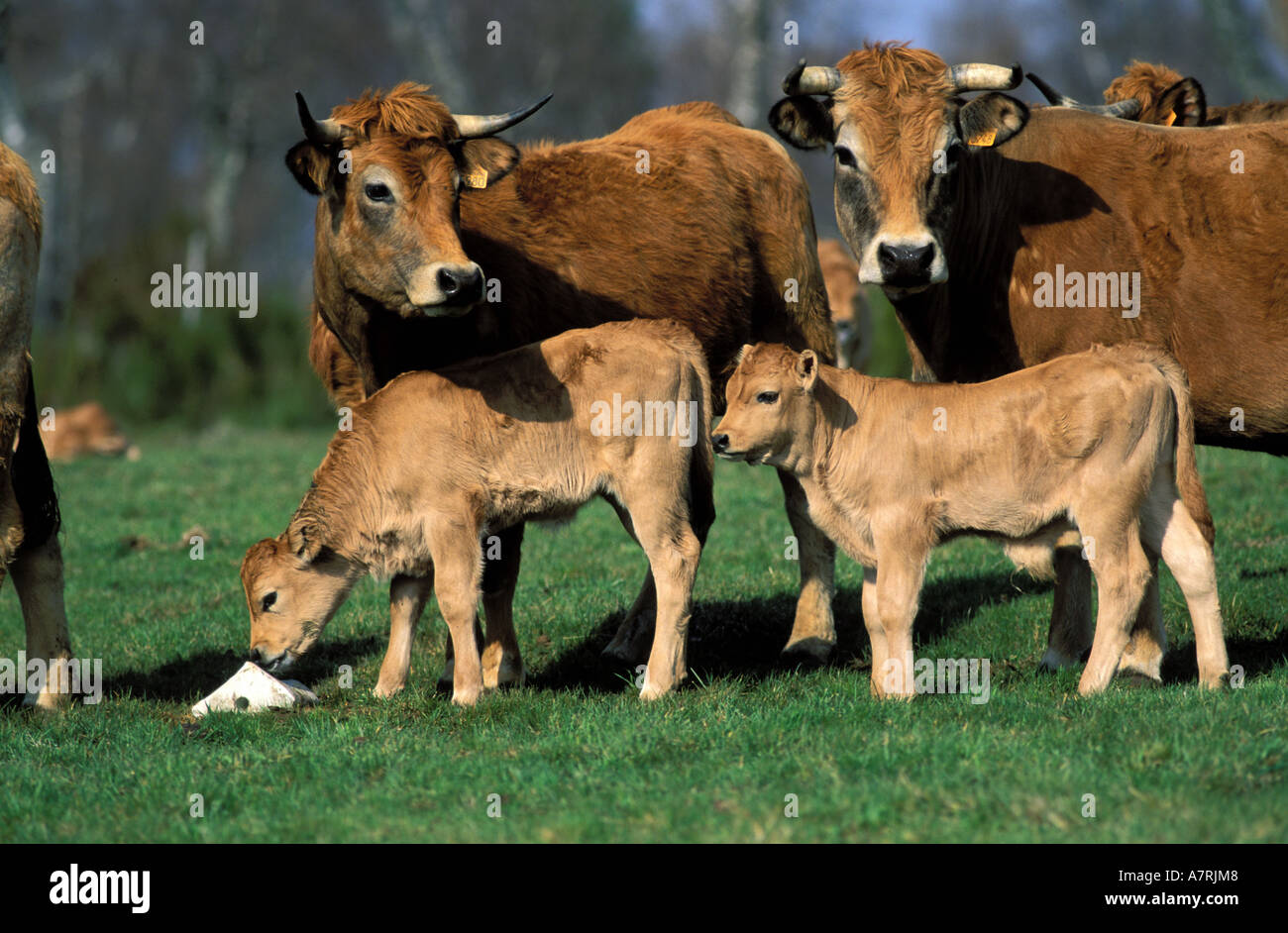 France, Lozere, cows and calves of Aubrac race Stock Photo - Alamy