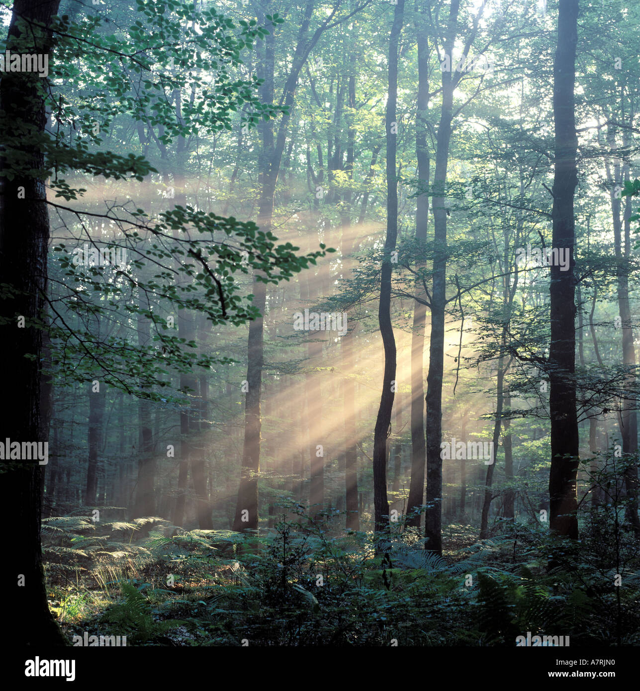 Troncais hi-res stock photography and images - Alamy