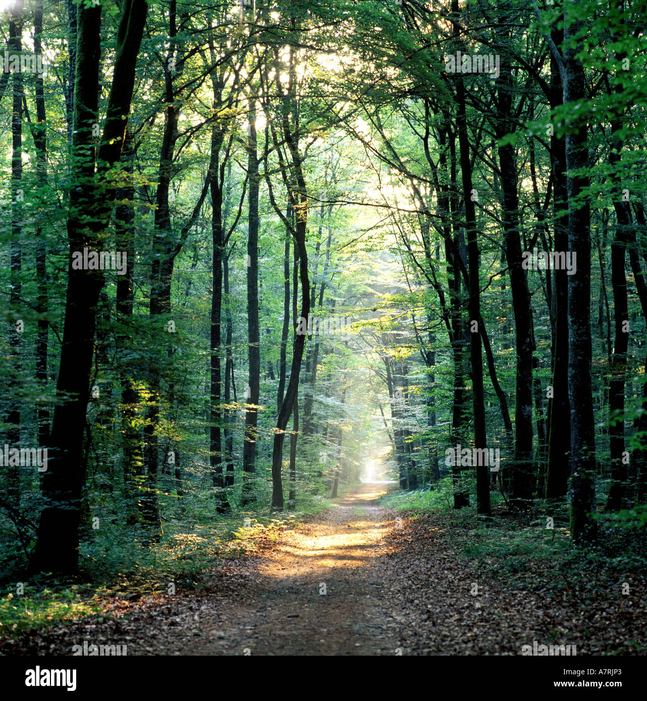 Tronçais hi-res stock photography and images - Alamy